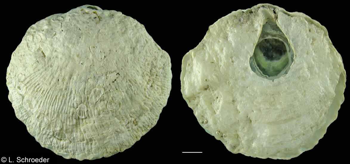Bivalves - Limidae, Ostreidae, Anomiidae